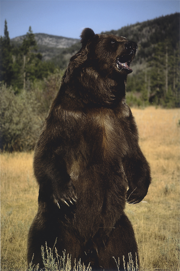 Epson Stylus Photo R390